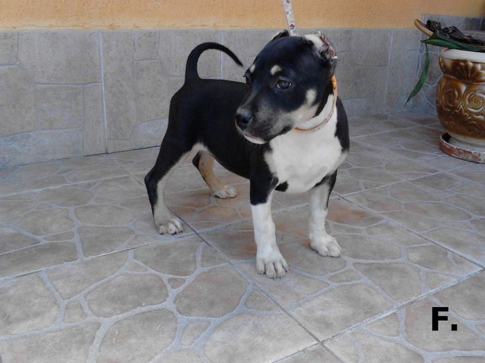 DE VANZARE PUI PITBULL BLUE NEGRU TRICOLOR- 0742279929 EXPIRAT 1 ...