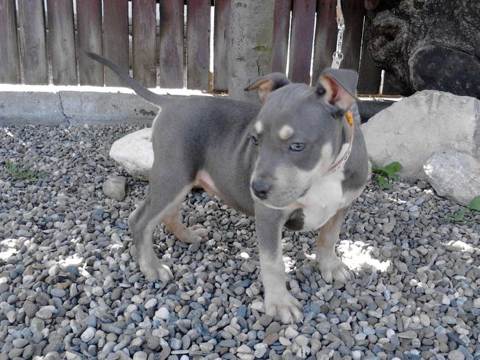 DE VANZARE PUI PITBULL BLUE NEGRU TRICOLOR- 0742279929 EXPIRAT 1 ...