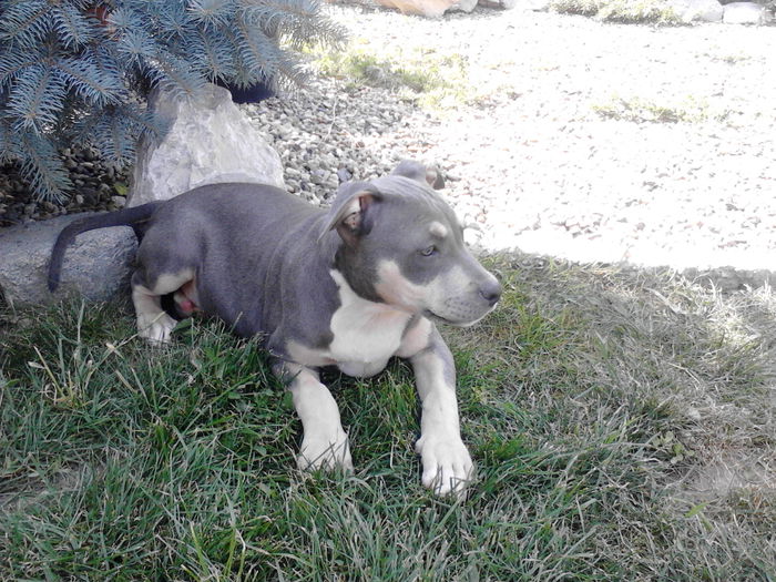 DE VANZARE PUI PITBULL BLUE NEGRU TRICOLOR- 0742279929 EXPIRAT 1 ...