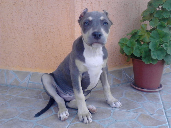 DE VANZARE PUI PITBULL BLUE NEGRU TRICOLOR- 0742279929 EXPIRAT 1 ...
