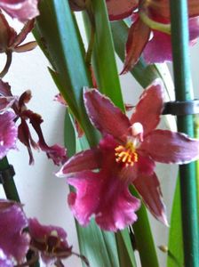 Orhidee parfumata Cambria - marianailie