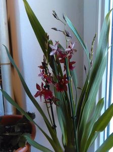 Orhidee parfumata Cambria - marianailie