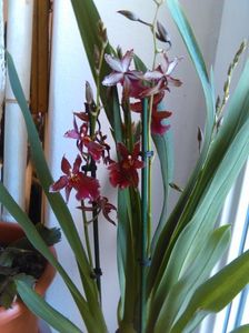 Orhidee parfumata Cambria - marianailie