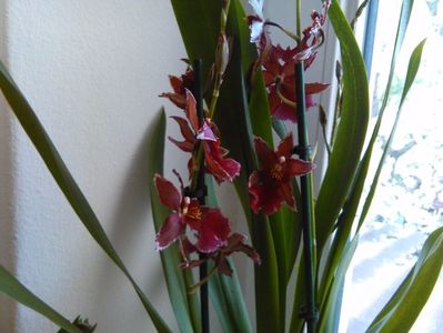 Orhidee parfumata Cambria - marianailie