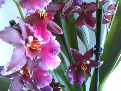 Orhidee parfumata Cambria - marianailie