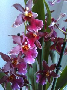 Orhidee parfumata Cambria - marianailie