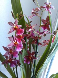 Orhidee parfumata Cambria - marianailie