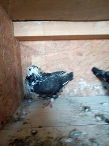 PUI PESCARUS CHINEZ - ucas