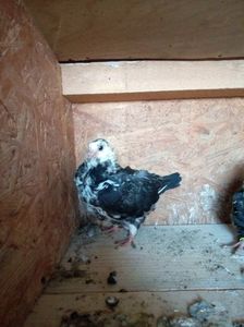 PUI PESCARUS CHINEZ - ucas