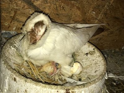 CAP DE MAUR CAP GALBEN PUI 2017 - karlos8121