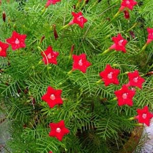 Quamoclit pennata - evelinaele