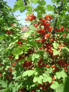 Coacaz rosu - vanradu