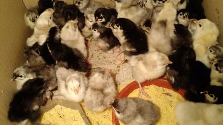 Pui australorp de vanzare - 2017 - lazarmi