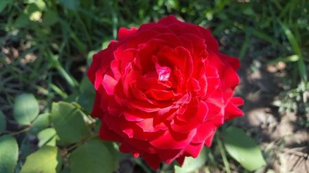 Meilland - Botero rose - marceladumitran