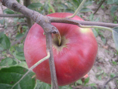 Măr Idared - vanradu