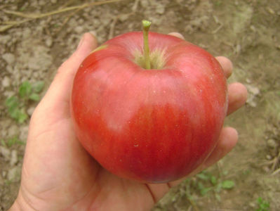 Măr Idared - vanradu