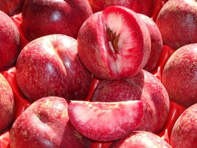 nect SANGUINE d AUVERGNE - nycoleta