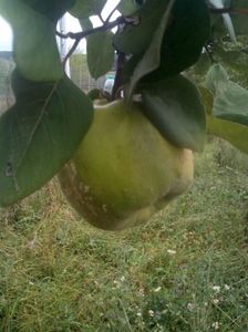 MAR GUTUI TRADITIONAL - dani91cluj