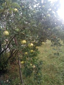 MAR GUTUI TRADITIONAL - dani91cluj