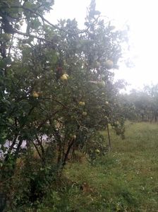 MAR GUTUI TRADITIONAL - dani91cluj