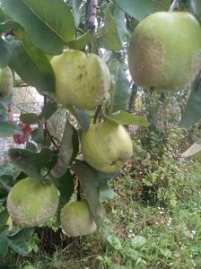 MAR GUTUI TRADITIONAL - dani91cluj