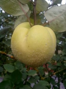 MAR GUTUI TRADITIONAL - dani91cluj