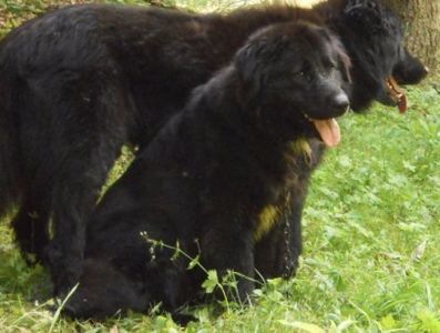 CAINELE CIOBANESC CORB ROMANESC - Dani91cluj