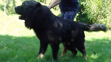 CAINELE CIOBANESC CORB ROMANESC - Dani91cluj