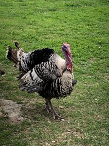 2019 Curcani American Naragansett - nicaadrian