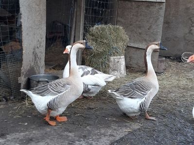 B2 - Gaste Africane si Chinezesti - cosminn - Pagina 13