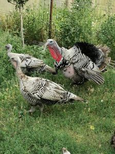 2021 Curcani Bourbon American Naragansett și Deutsche Bronze Puten ...