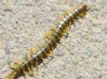 Miriapod - insecteromanesti